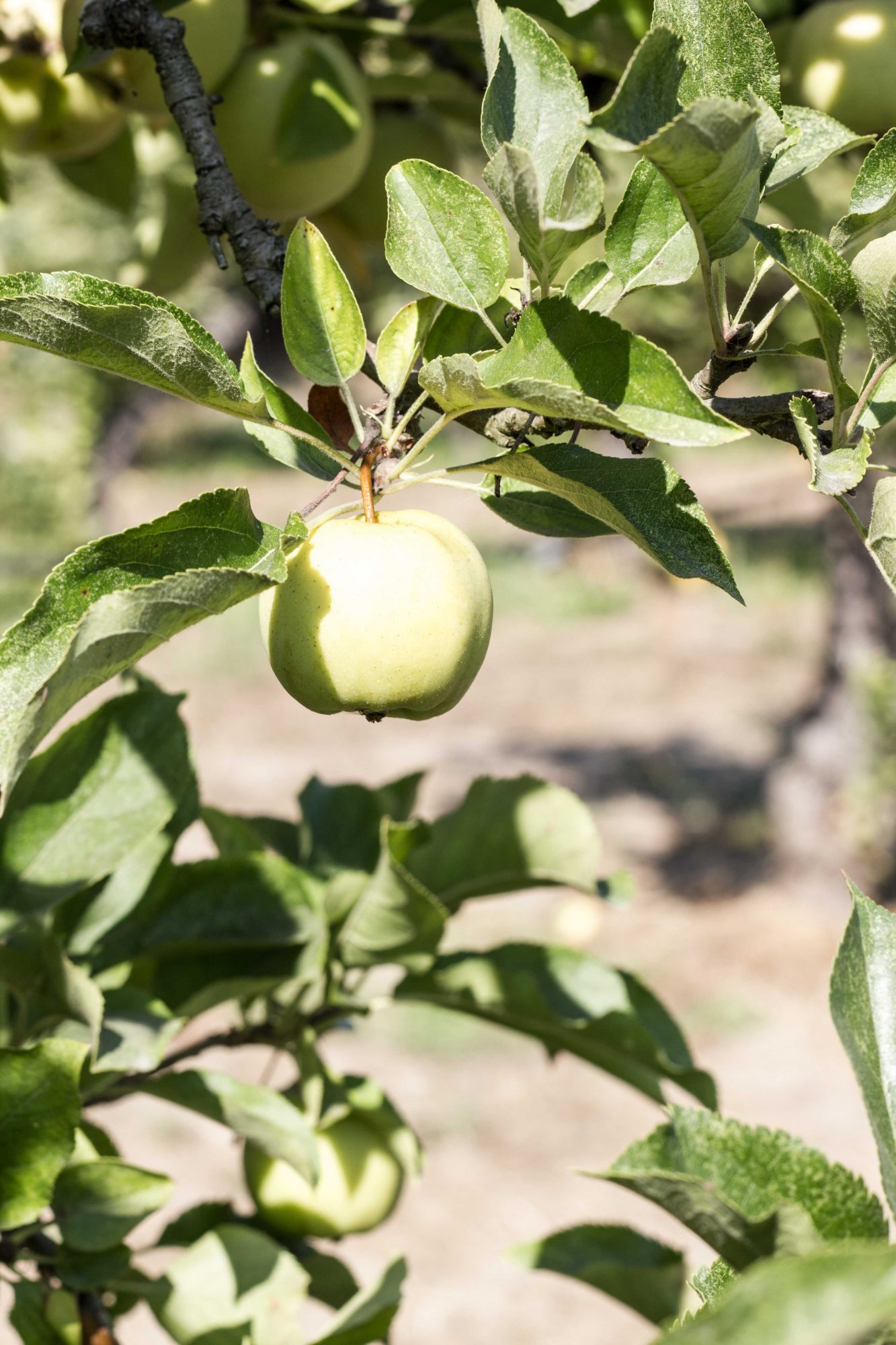 Apple Picking at Gabriel Farm - Rezel Kealoha